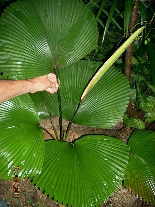 Licuala orbicularis - Palmpedia - Palm Grower's Guide