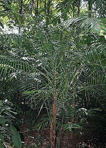 Pinanga pachyphylla - Palmpedia - Palm Grower's Guide