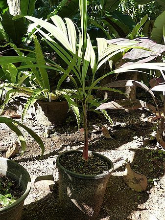 Dypsis rivularis - Palmpedia - Palm Grower's Guide