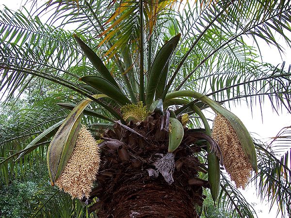 Phoenix roebelenii - Palmpedia - Palm Grower's Guide