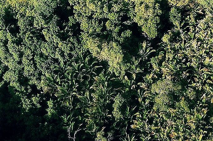 Metroxylon sagu - Palmpedia - Palm Grower's Guide