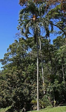 Syagrus pseudococos - Palmpedia - Palm Grower's Guide