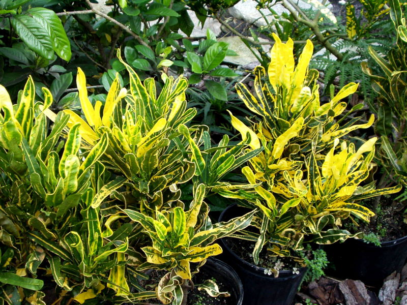 YELLOW EXCURRENS - Palmpedia - Palm Grower's Guide