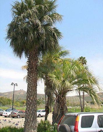 Brahea clara - Palmpedia - Palm Grower's Guide