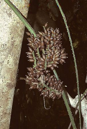 Calamus ornatus - Palmpedia - Palm Grower's Guide