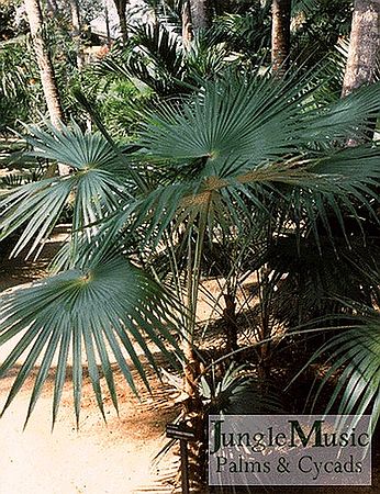 Coccothrinax fragrans - Palmpedia - Palm Grower's Guide