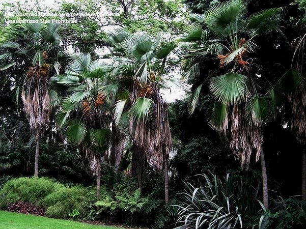 Trachycarpus martianus - Palmpedia - Palm Grower's Guide