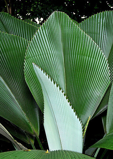 Johannesteijsmannia magnifica - Palmpedia - Palm Grower's Guide