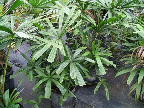 Licuala paludosa - Palmpedia - Palm Grower's Guide
