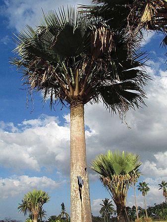 Copernicia gigas - Palmpedia - Palm Grower's Guide