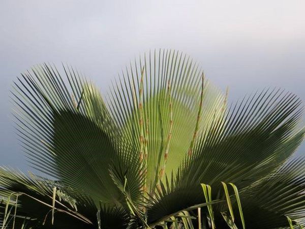 Copernicia fallaensis - Palmpedia - Palm Grower's Guide