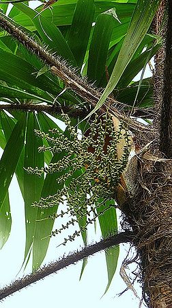 Bactris ferruginea - Palmpedia - Palm Grower's Guide