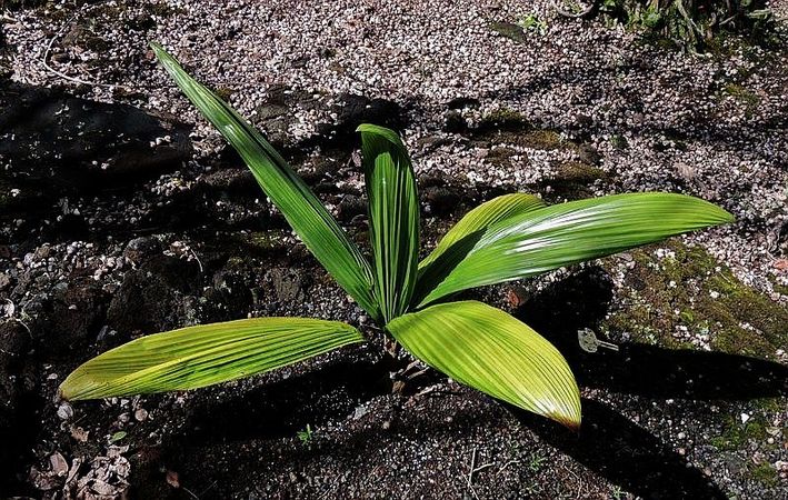 Syagrus smithii - Palmpedia - Palm Grower's Guide