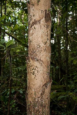 Ravenea lakatra - Palmpedia - Palm Grower's Guide