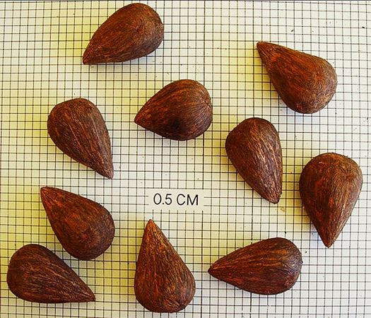 Astrocaryum alatum - Palmpedia - Palm Grower's Guide