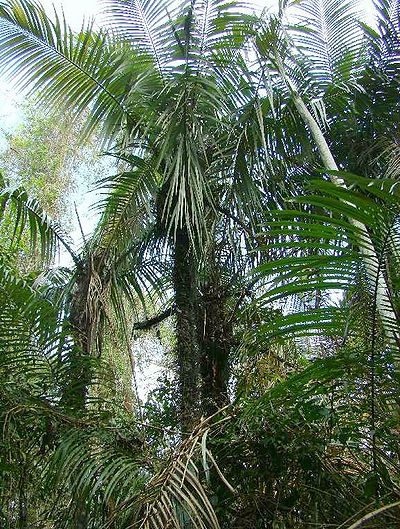 Bactris setosa - Palmpedia - Palm Grower's Guide