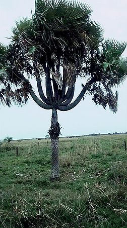 Copernicia alba - Palmpedia - Palm Grower's Guide