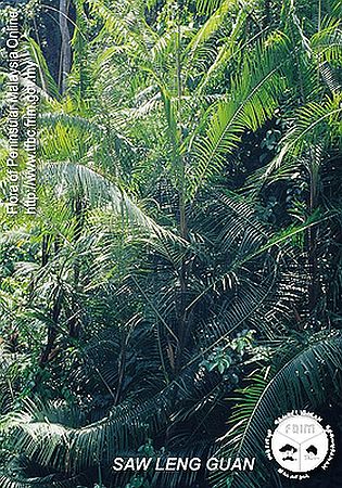 Daemonorops angustifolia - Palmpedia - Palm Grower's Guide