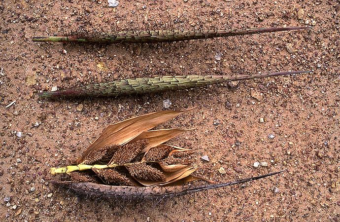 Daemonorops jenkinsiana - Palmpedia - Palm Grower's Guide