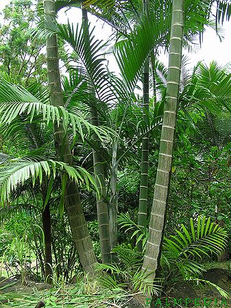 Chrysalidocarpus cabadae - Palmpedia - Palm Grower's Guide