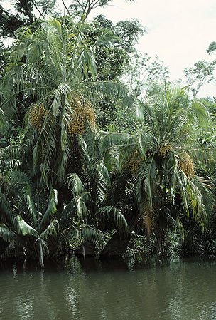 Ravenea musicalis - Palmpedia - Palm Grower's Guide