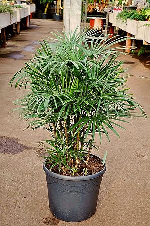 Rhapis multifida - Palmpedia - Palm Grower's Guide