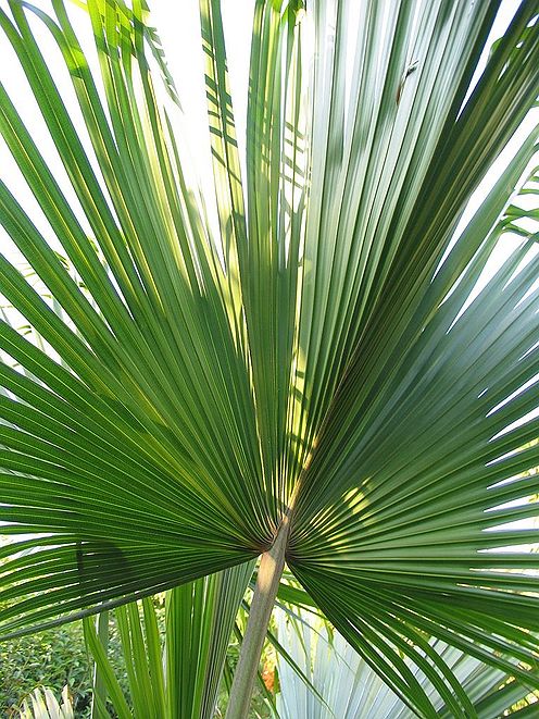 Livistona sp. 'konstantinosa' - Palmpedia - Palm Grower's Guide