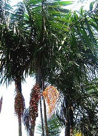 Oenocarpus bacaba - Palmpedia - Palm Grower's Guide