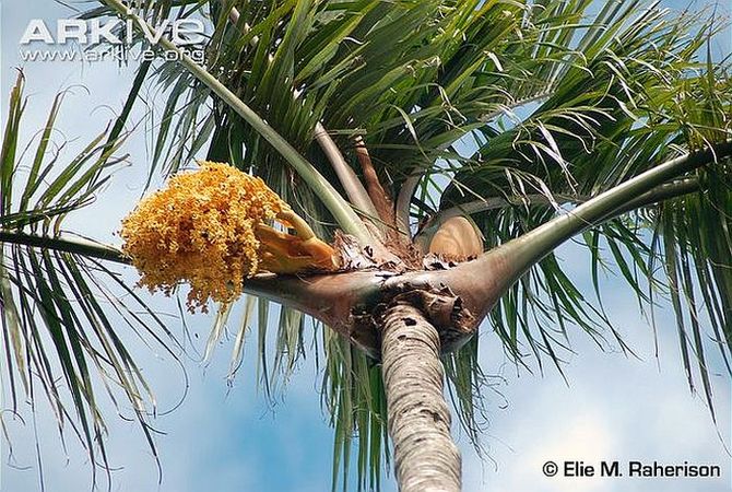 Orania trispatha - Palmpedia - Palm Grower's Guide