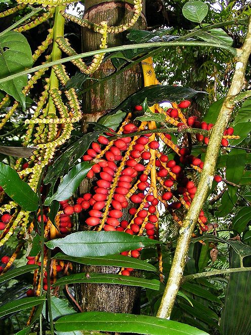 Pinanga insignis - Palmpedia - Palm Grower's Guide