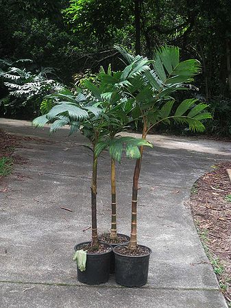 Pinanga maculata - Palmpedia - Palm Grower's Guide