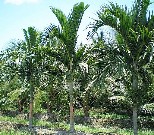 Ptychosperma - Alchetron, The Free Social Encyclopedia