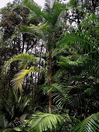 Syagrus botryophora - Palmpedia - Palm Grower's Guide