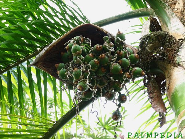 Syagrus pseudococos - Palmpedia - Palm Grower's Guide