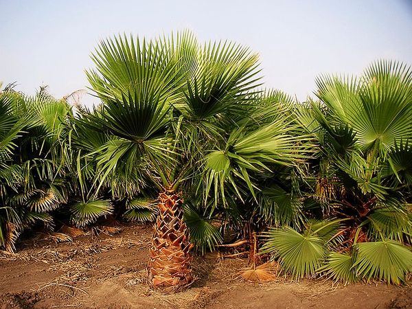 Washingtonia filibusta - Palmpedia - Palm Grower's Guide