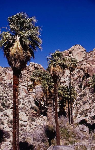 Washingtonia filifera - Palmpedia - Palm Grower's Guide
