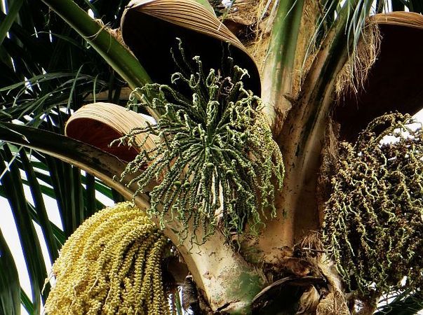 Syagrus sancona - Palmpedia - Palm Grower's Guide