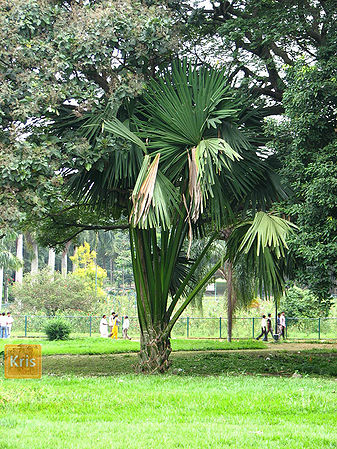 Corypha umbraculifera - Palmpedia - Palm Grower's Guide