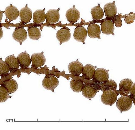 Calamus viminalis - Palmpedia - Palm Grower's Guide