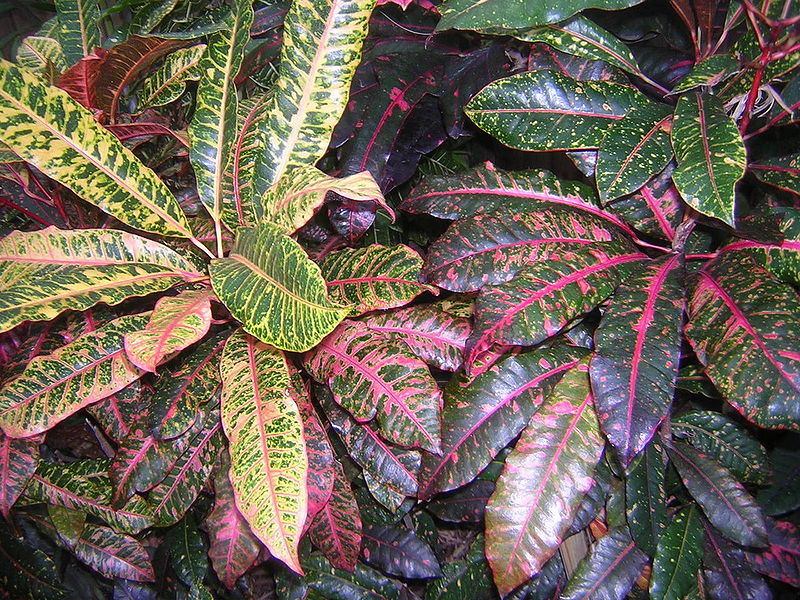 CORNELIUS - Palmpedia - Palm Grower's Guide