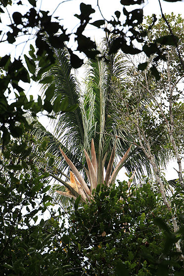 Ravenea madagascariensis - Palmpedia - Palm Grower's Guide