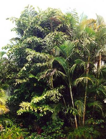 Caryota mitis - Palmpedia - Palm Grower's Guide