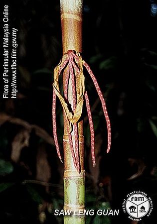 Pinanga patula - Palmpedia - Palm Grower's Guide