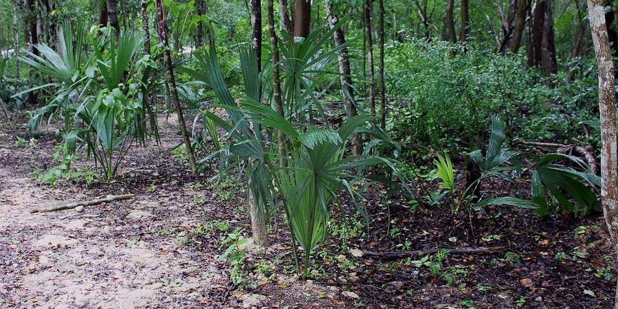 Sabal yapa - Palmpedia - Palm Grower's Guide