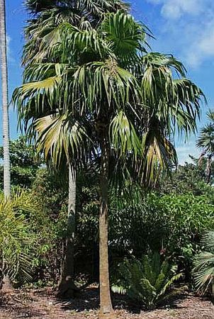 Thrinax excelsa - Palmpedia - Palm Grower's Guide