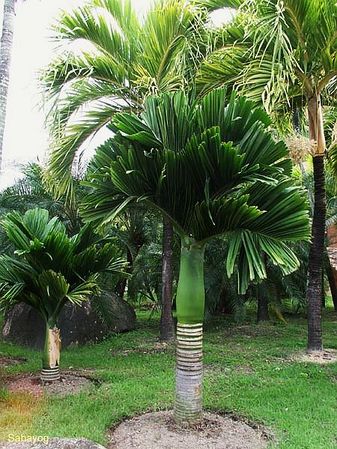 Areca catechu - Palmpedia - Palm Grower's Guide