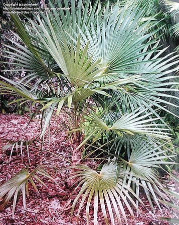 Coccothrinax argentata - Palmpedia - Palm Grower's Guide