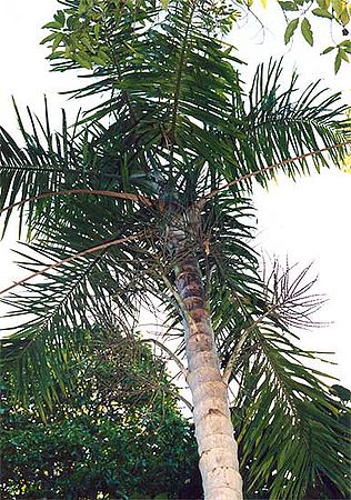 Gaussia maya - Palmpedia - Palm Grower's Guide