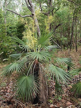 Livistona humilis - Palmpedia - Palm Grower's Guide