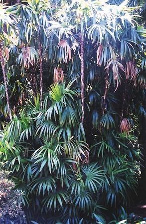 Rhapis humilis - Palmpedia - Palm Grower's Guide